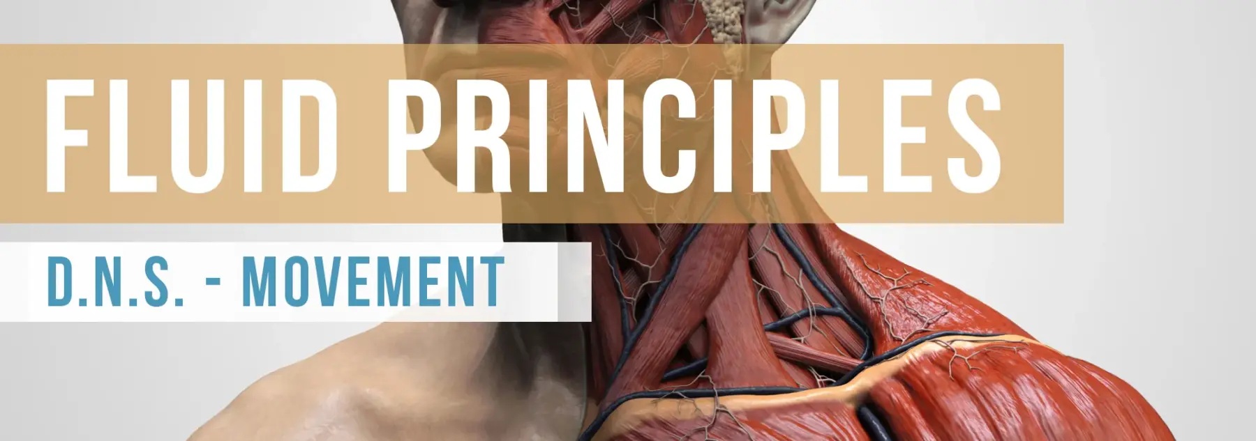 DNS and Movement - Fluid Health & Fitness
